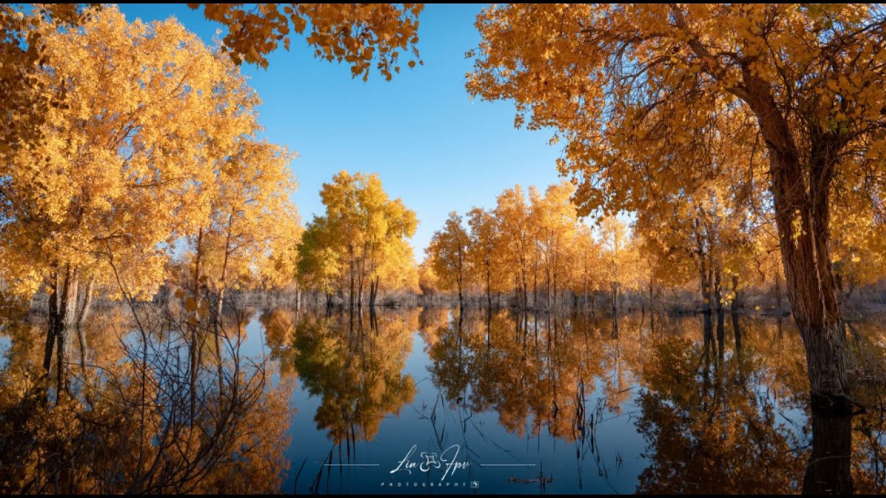 Beautiful autumn poplar trees：Mavic 3 Pro+AVATA2 - YouTube