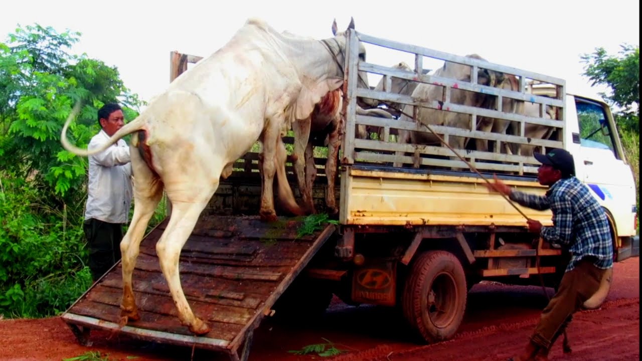 Beautiful Cow, Cow get on the Pickup, Cow Stay On Pickup, Cow, The ...