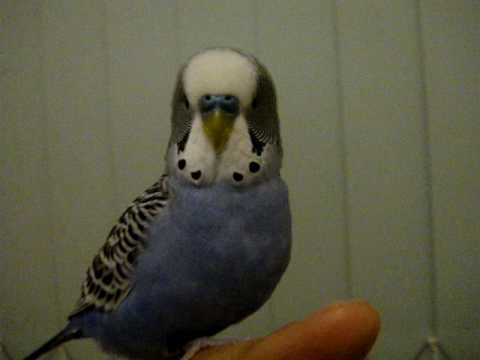 Muhabbet Kuşu MARİFETLİ MAVİŞ - 9 \