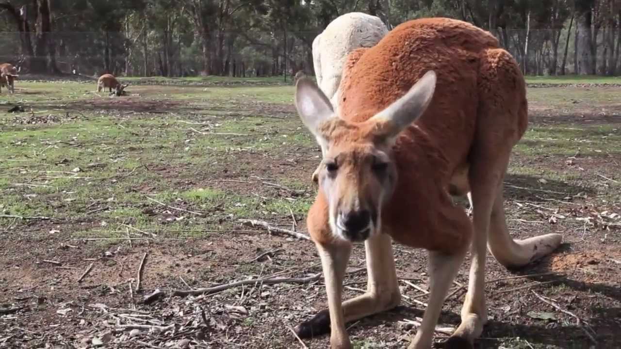 I love AUSTRALIA - I love URALLA WILDLIFE SANCTUARY - YouTube