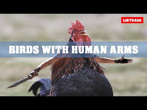 BIRDS WITH HUMAN ARMS - YouTube