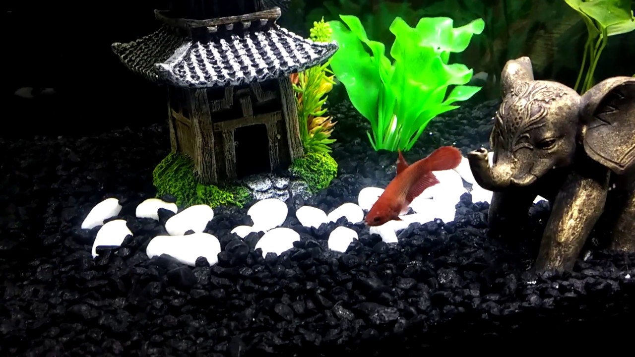 Hand Feeding My Betta Fish - YouTube