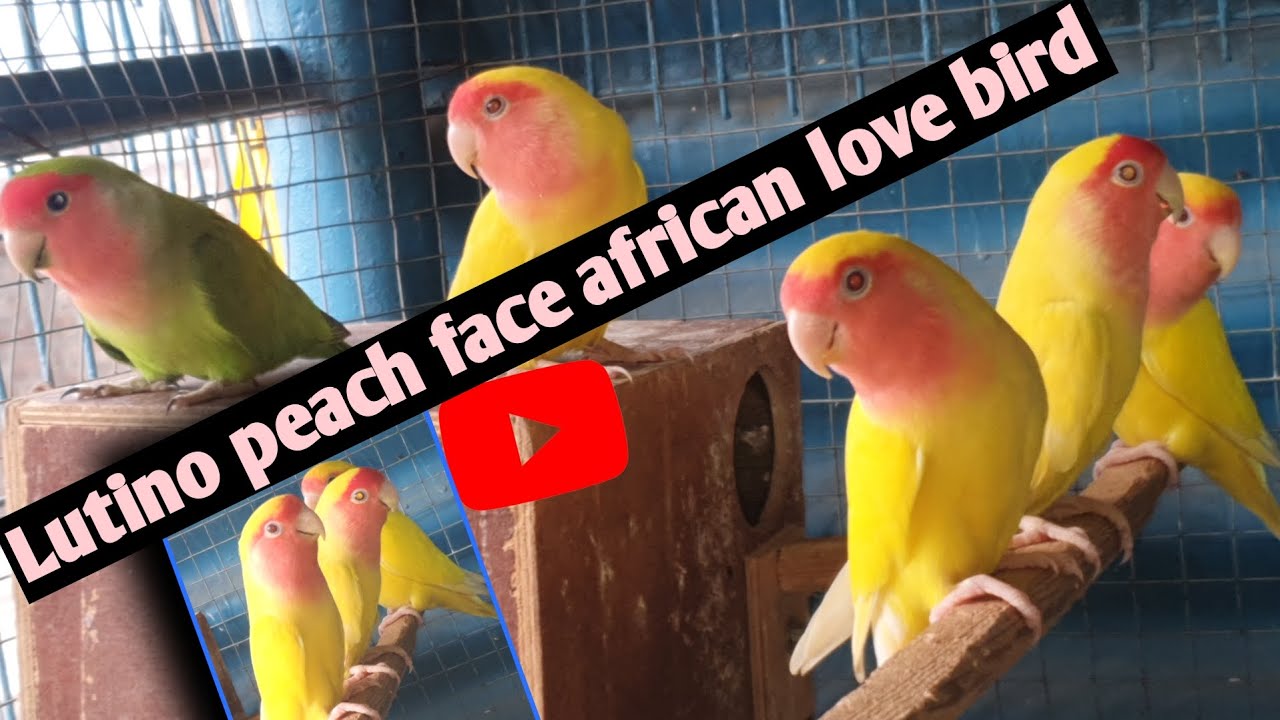Lutino lovebirds | Lutino peach face african love bird - YouTube