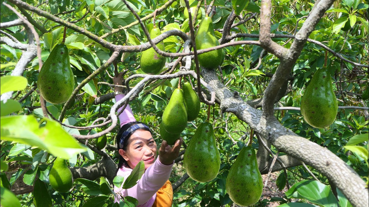 Picking Avocado Farm For Dessert - Simple Life Cooking - YouTube