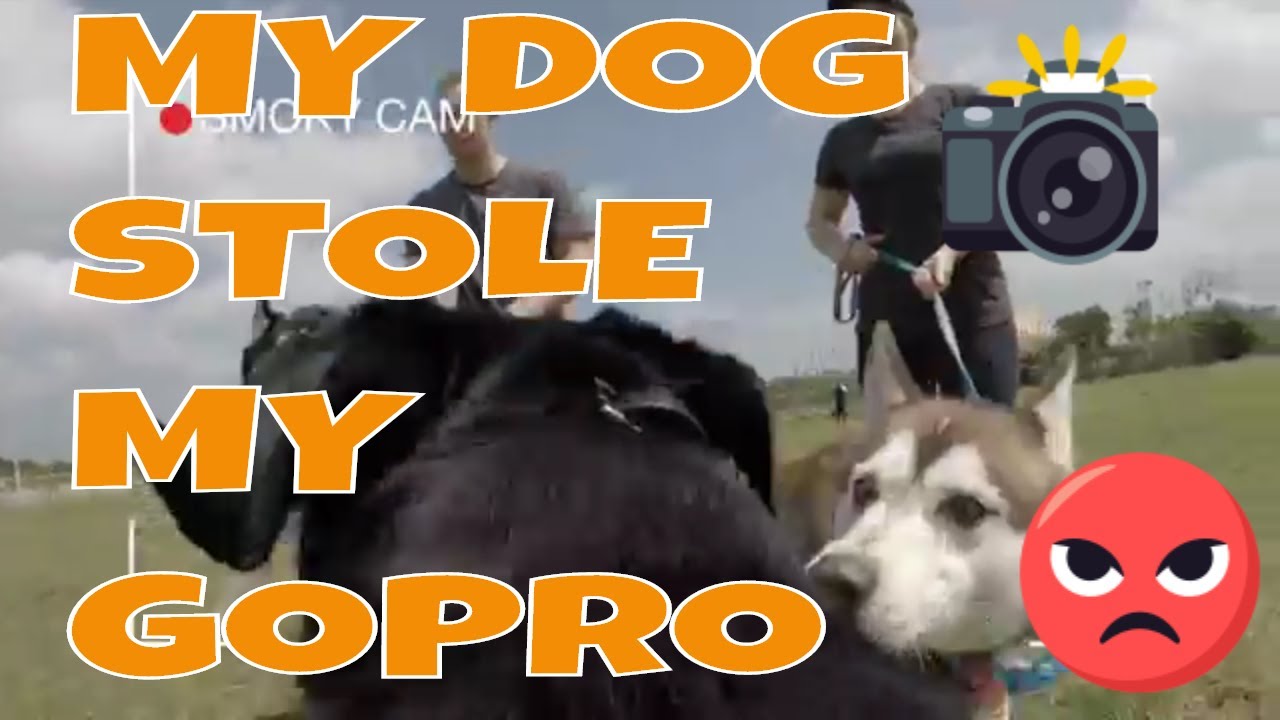 DOG STEALS GOPRO - YouTube