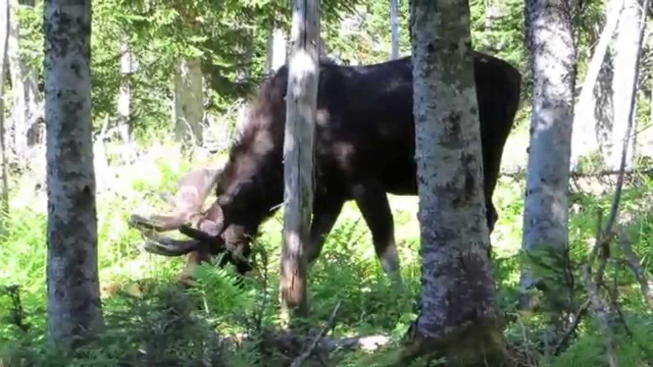 Moose! - YouTube