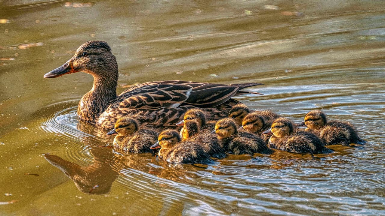 Cute Baby Ducks Videos Compilation 2024 🔴 Funny Ducklings - YouTube