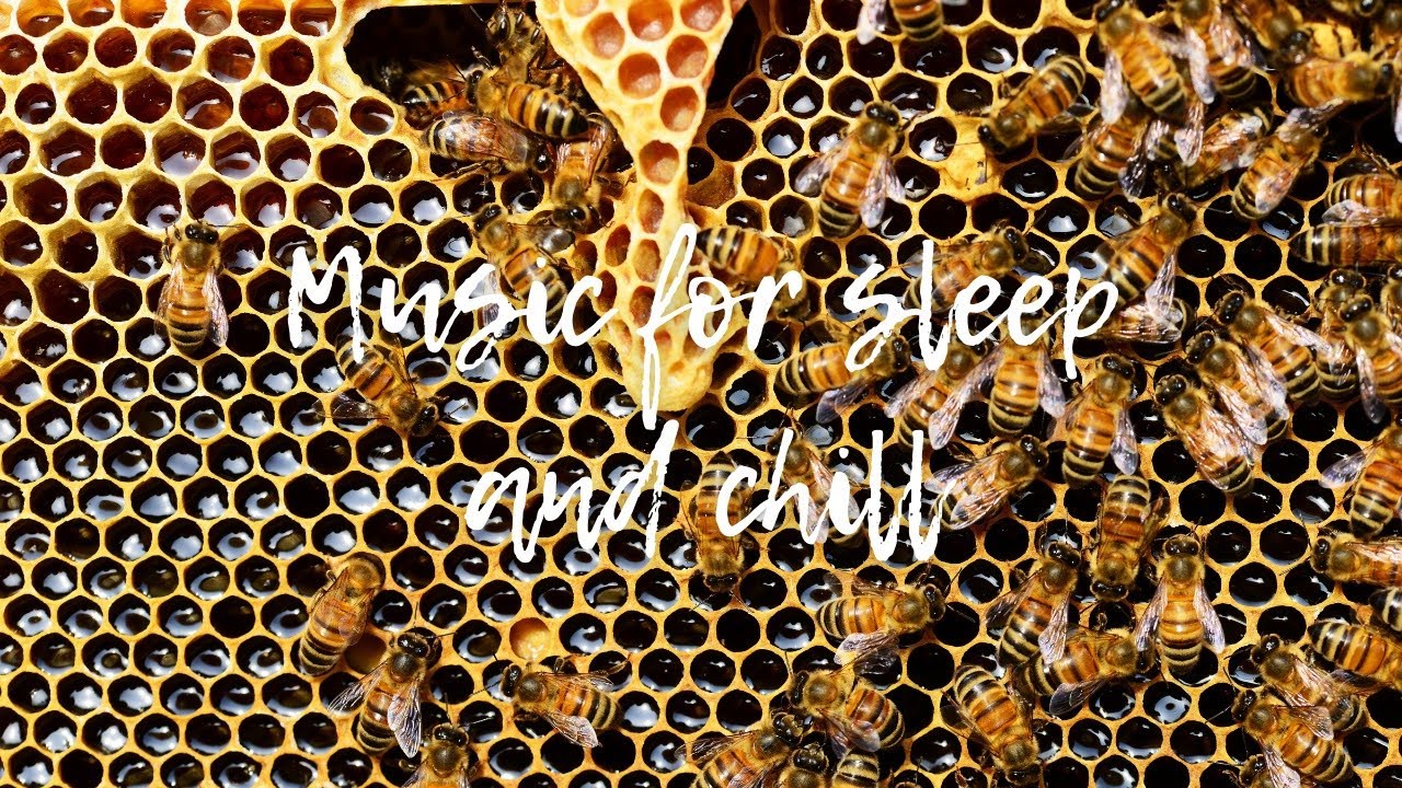 Sounds of bees in a hive: Sleep Music, Meditation Sound, Relax Time ...