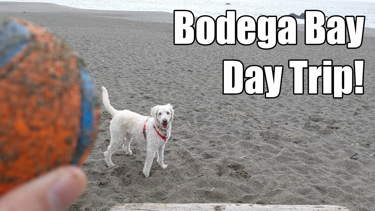 Bodega Bay Day Trip - We Take the Dogs to the Beach! - YouTube