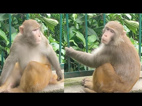 WOWO HOW BEAUTYFULL MONKEY HOW AMAZING MONKEY WOWO NICE MONKEY - YouTube