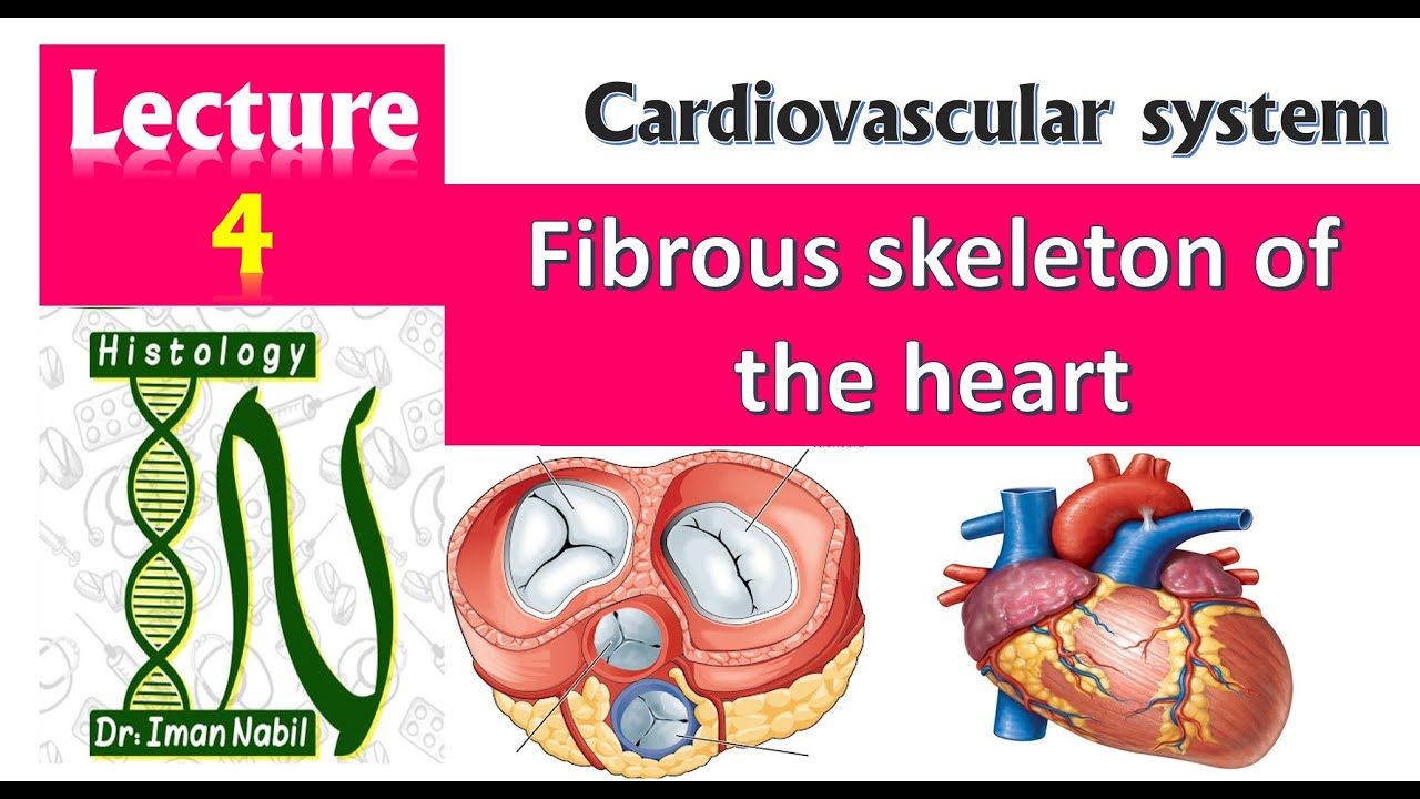 Fibrous skeleton of the heart and heart valves-7- Cardiovascular system ...