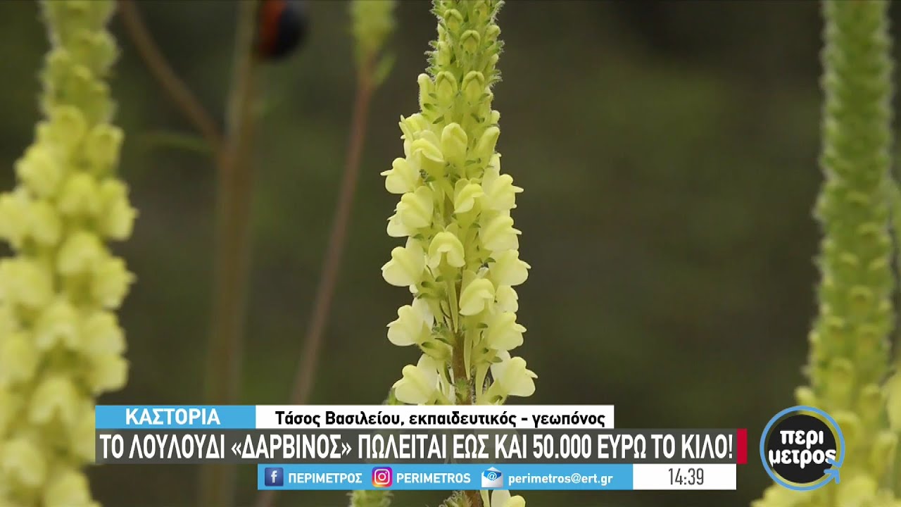 «Το λουλούδι του Δαρβίνου» - Τα μυστικά του | 15/05/2023 | ΕΡΤ - YouTube