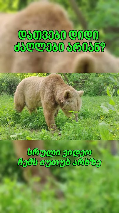 დათვები დიდი ძაღლები არიან Youtube