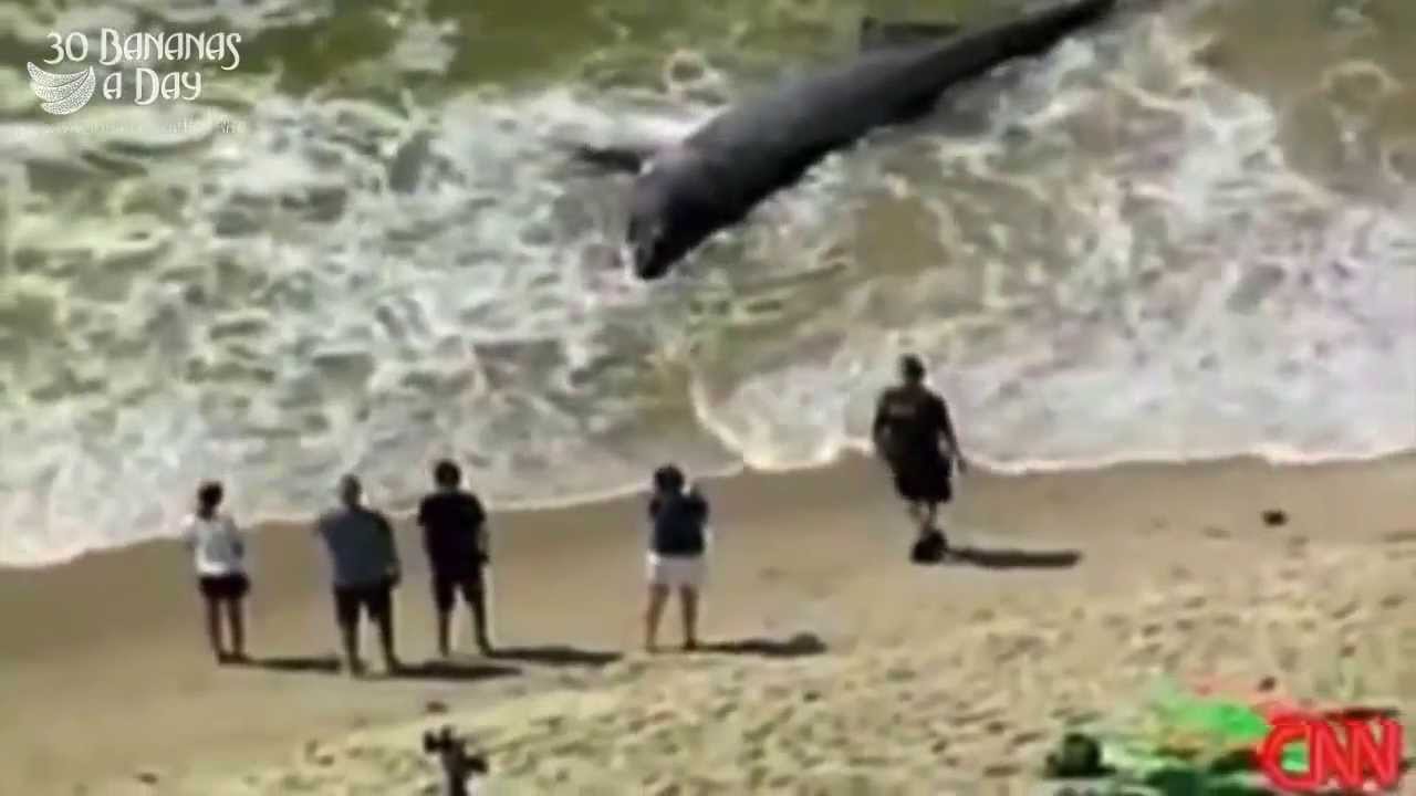 Giant Megalodon Shark Washed Ashore Australian Beach Real or Fake - YouTube