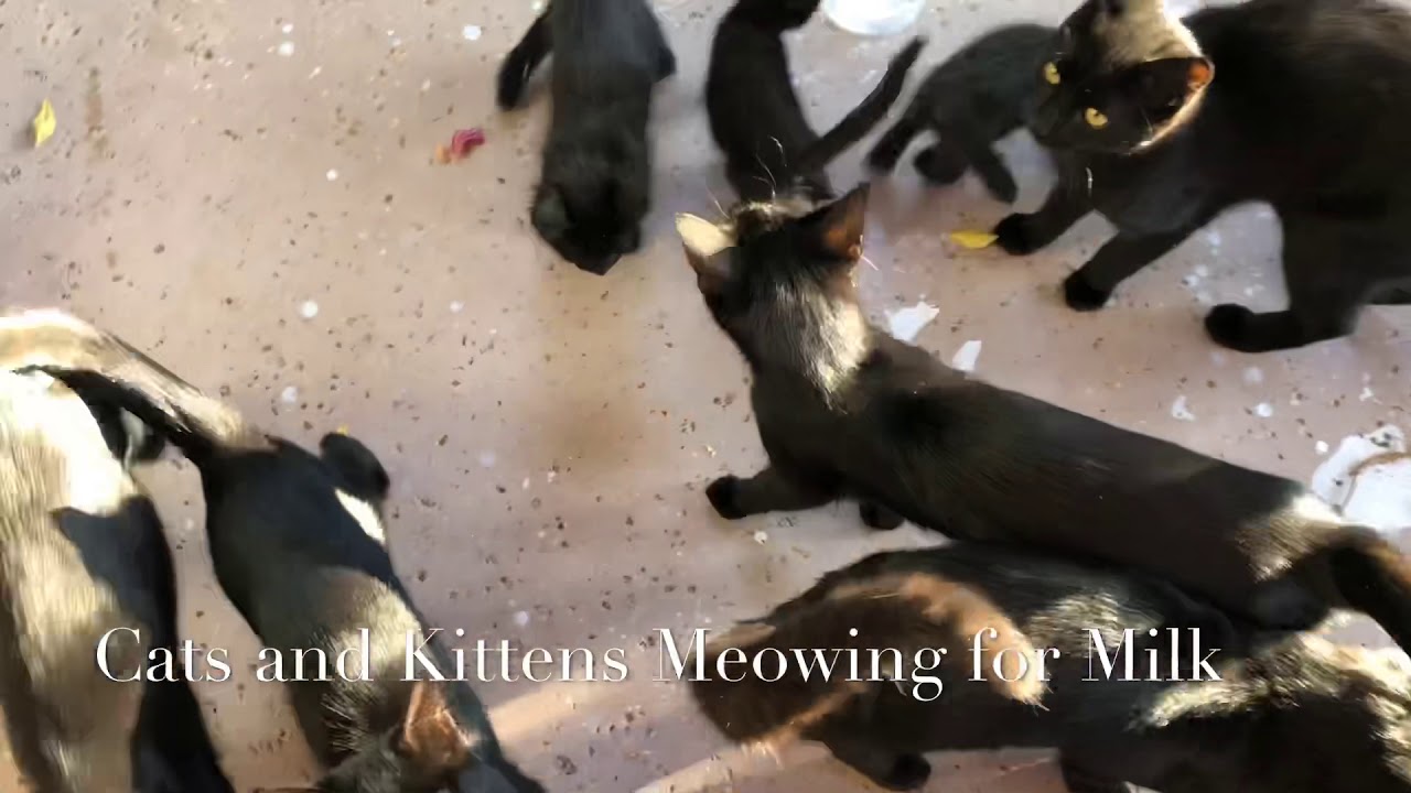 Meowing for Milk - YouTube