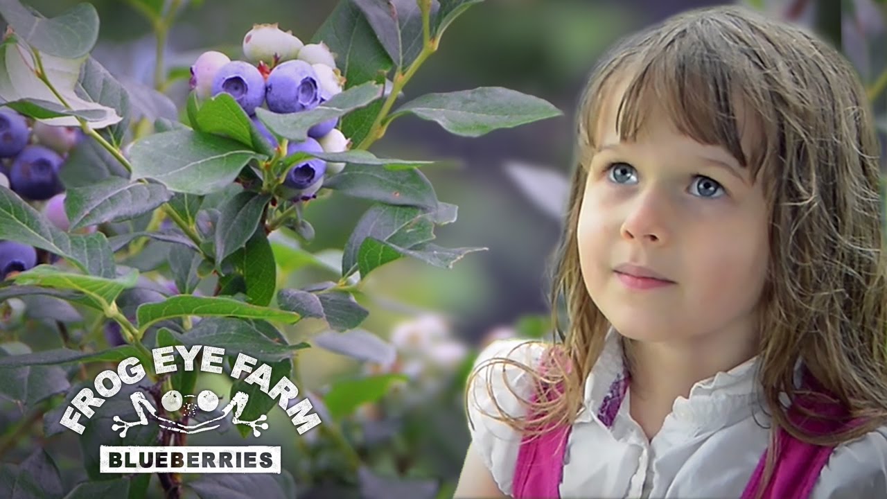 Frog Eye Farm Blueberries - YouTube