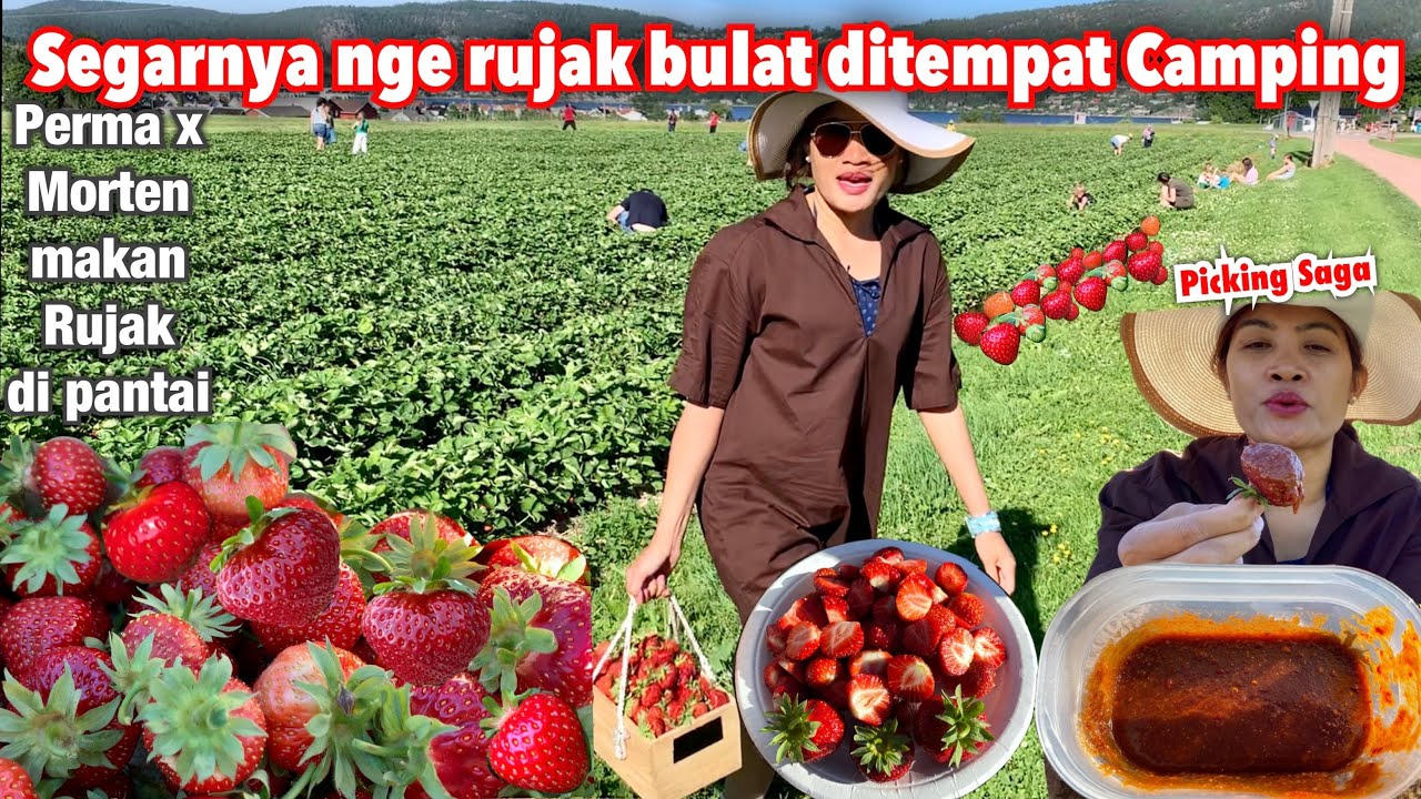 PANEN STRAWBERRY BULAT LANGSUNG NGERUJAK DI PINGGIR PANTAI YANG INDAH ...
