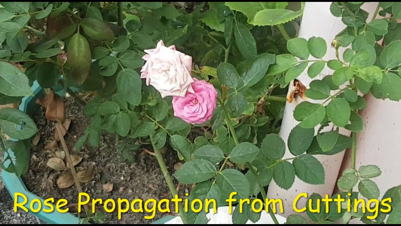 Rose Propagation from Cuttings - YouTube
