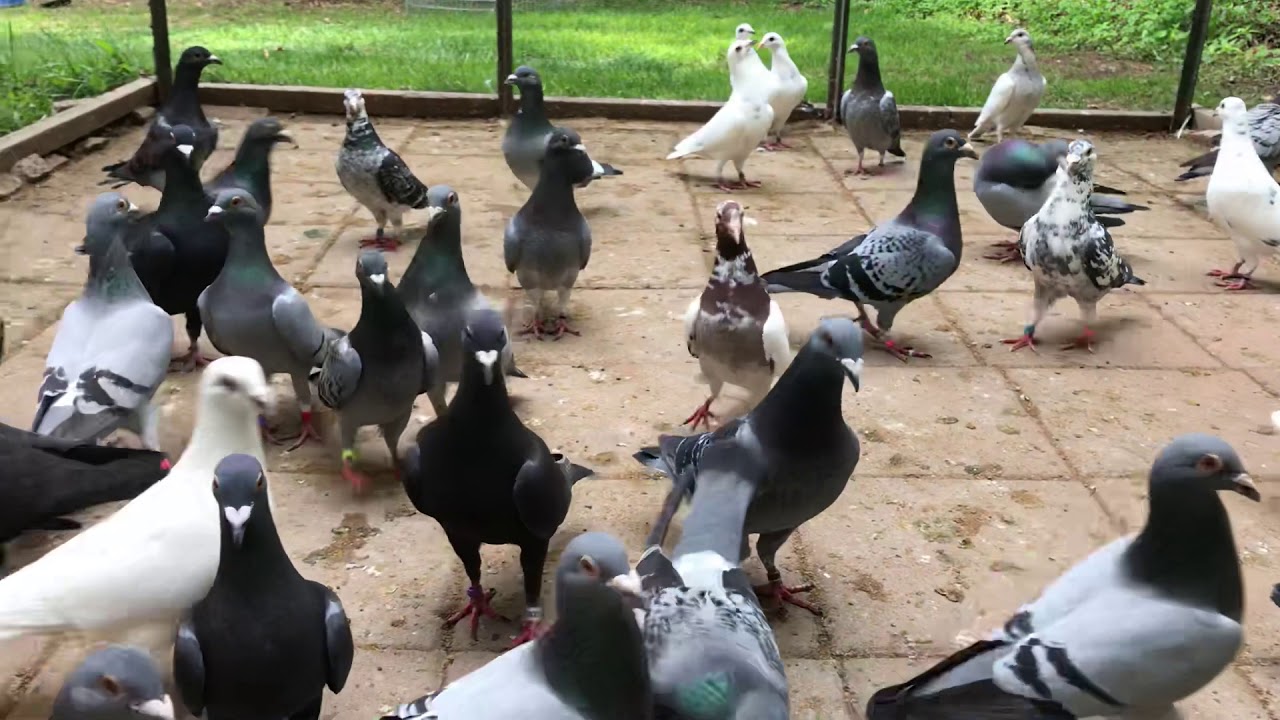 Homer Simpson Pigeons - YouTube