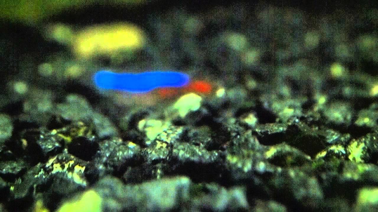 Coolest most beautiful baby neon tetra in my tropical fish aquarium HD ...