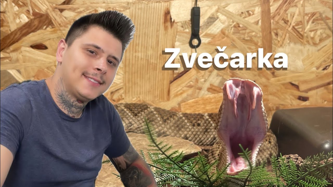 Zvecarka Beni Wild - YouTube