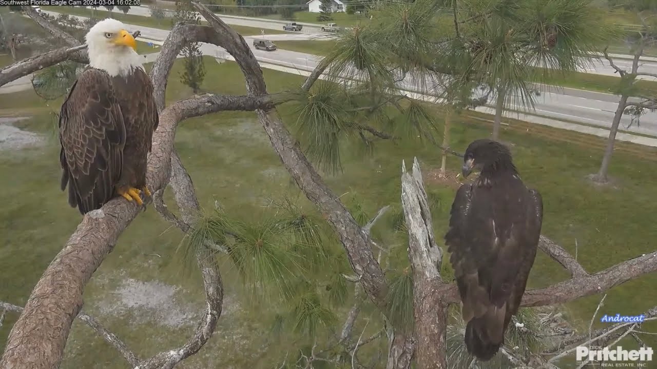 SWFL Eagles 3-4-24. Moments in Time: E23, Wing Flapping, + Adorable Views; The Two-23's! - YouTube