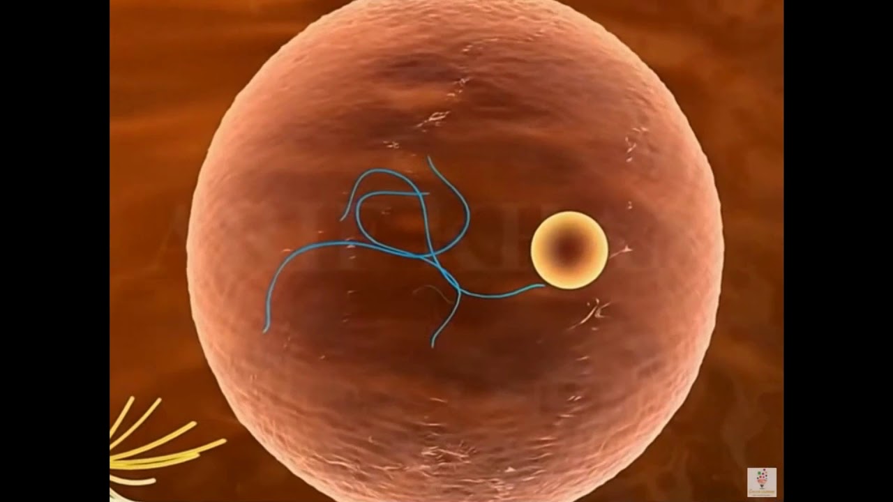 Mitosis Rap Music Video - YouTube