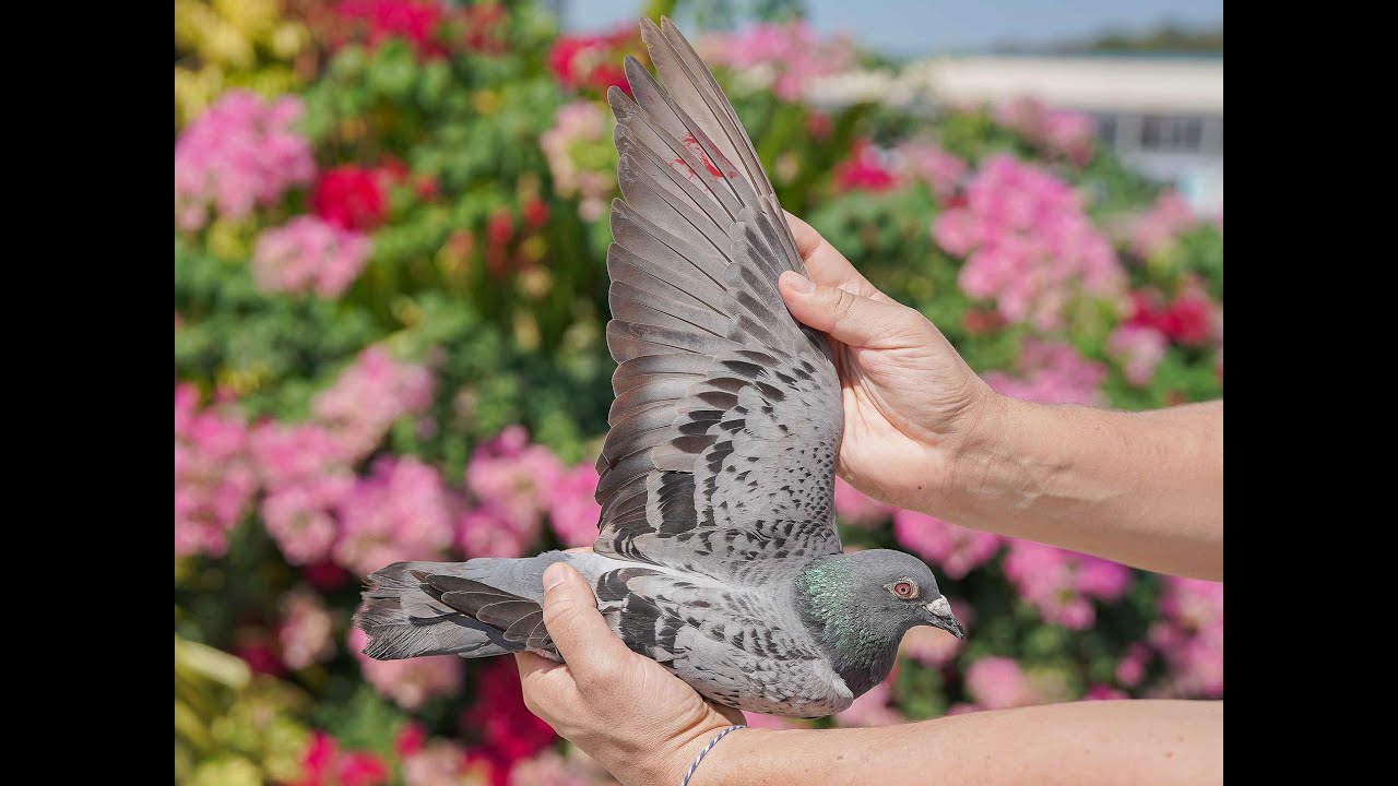 one loft racing pigeon : pattaya international pigeon race ,live final ...