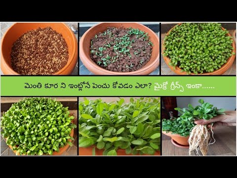 How to grow methi plant at home👍#Tips to grow Fenugreekplant at home ...