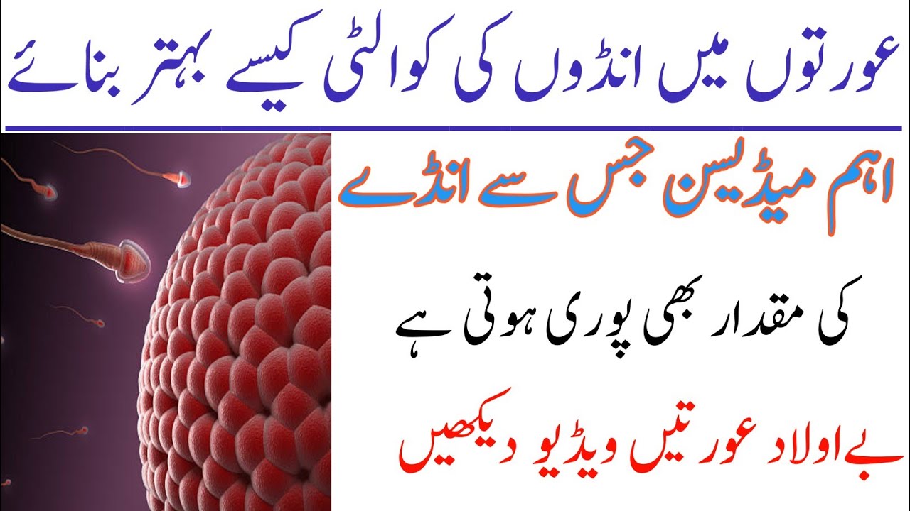 How To Improve Eggs Quality In Women For Conceiving Pregnancy In Urdu how-to-improve-eggs-quality-in-women-for-conceiving-pregnancy-in-urdu