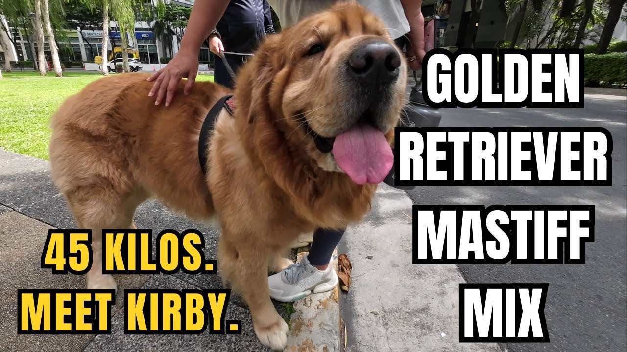 Giant Dog! Golden Retriever Mastiff mix. - YouTube