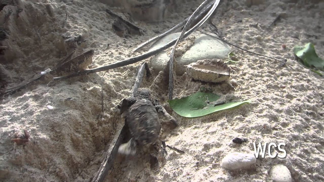 Hawksbill Sea Turtle Numbers in Nicaragua Explode | WCS - YouTube