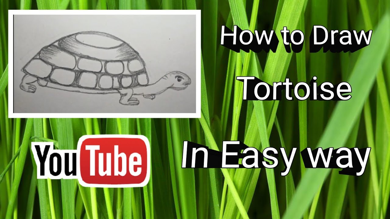 How to draw Tortoise in Easy way - YouTube