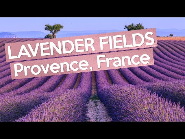 Lavender Fields Provence France Visiting The Luberon Lavender Fields