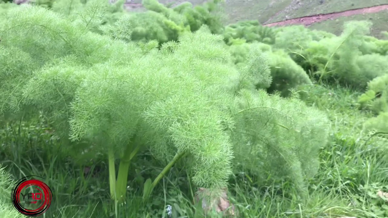 Hawraman , ھەورامان ، Nature Sounds of a Hawraman for Relaxing - YouTube