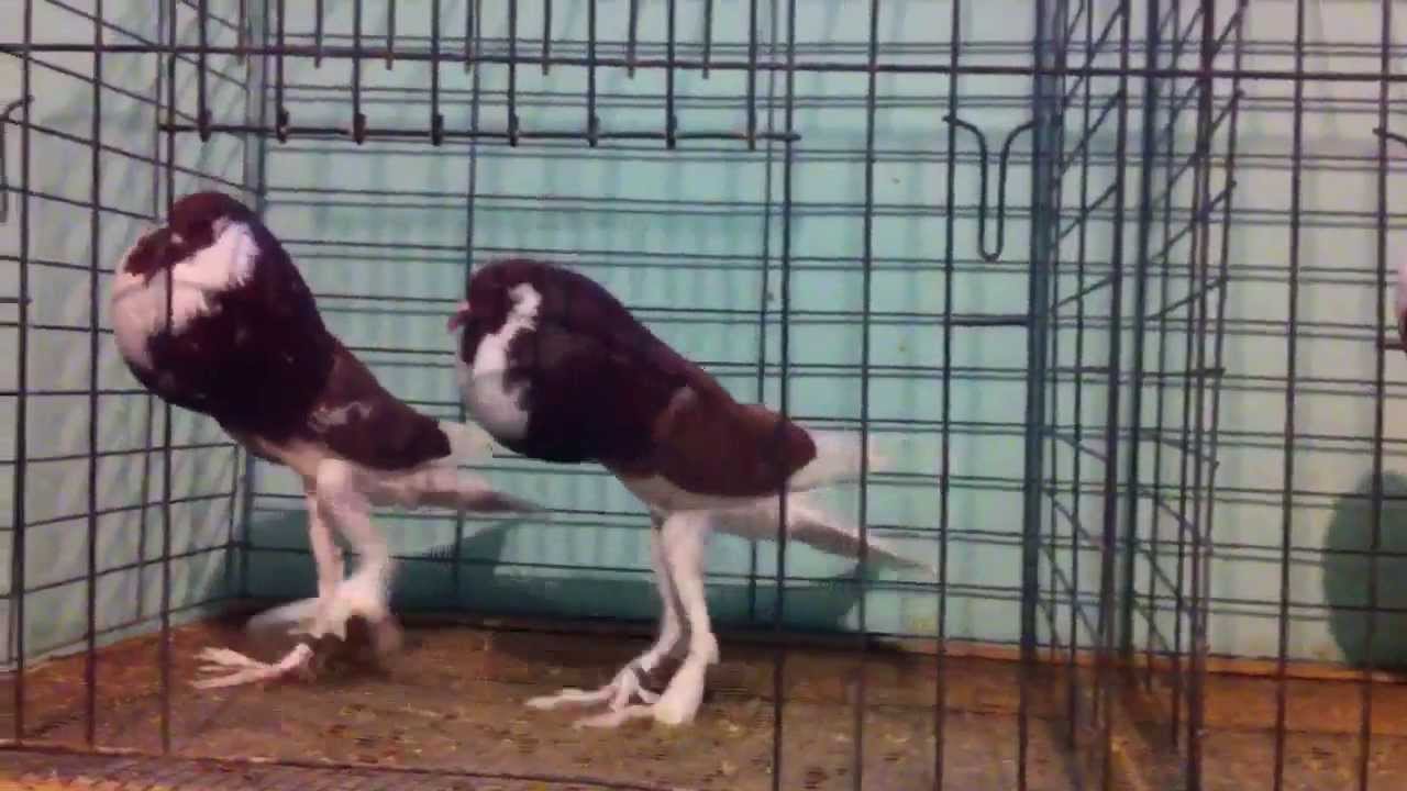 English pouter - YouTube