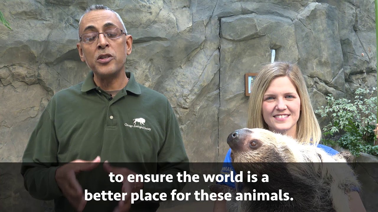 Elsie the Two-Toed Sloth & Brookfield Zoo's Animal Ambassador Program ...