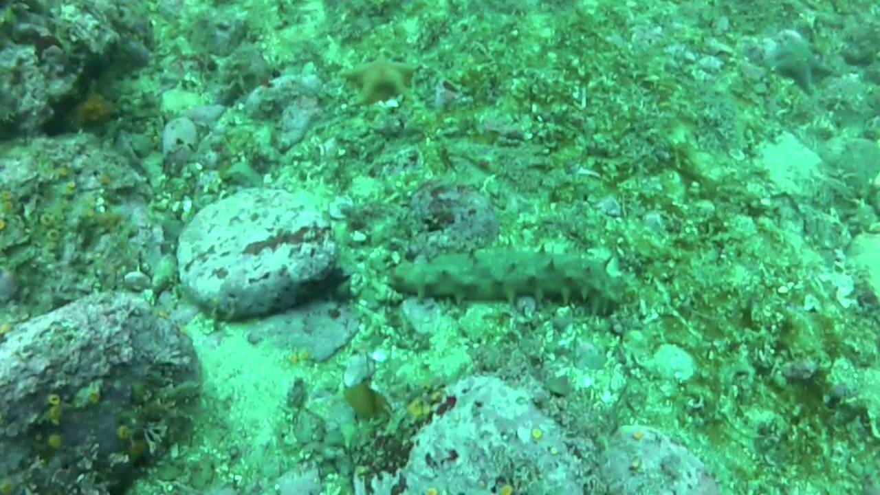 Diving at Point Lobos State Natural Reserve, Big Sur - YouTube