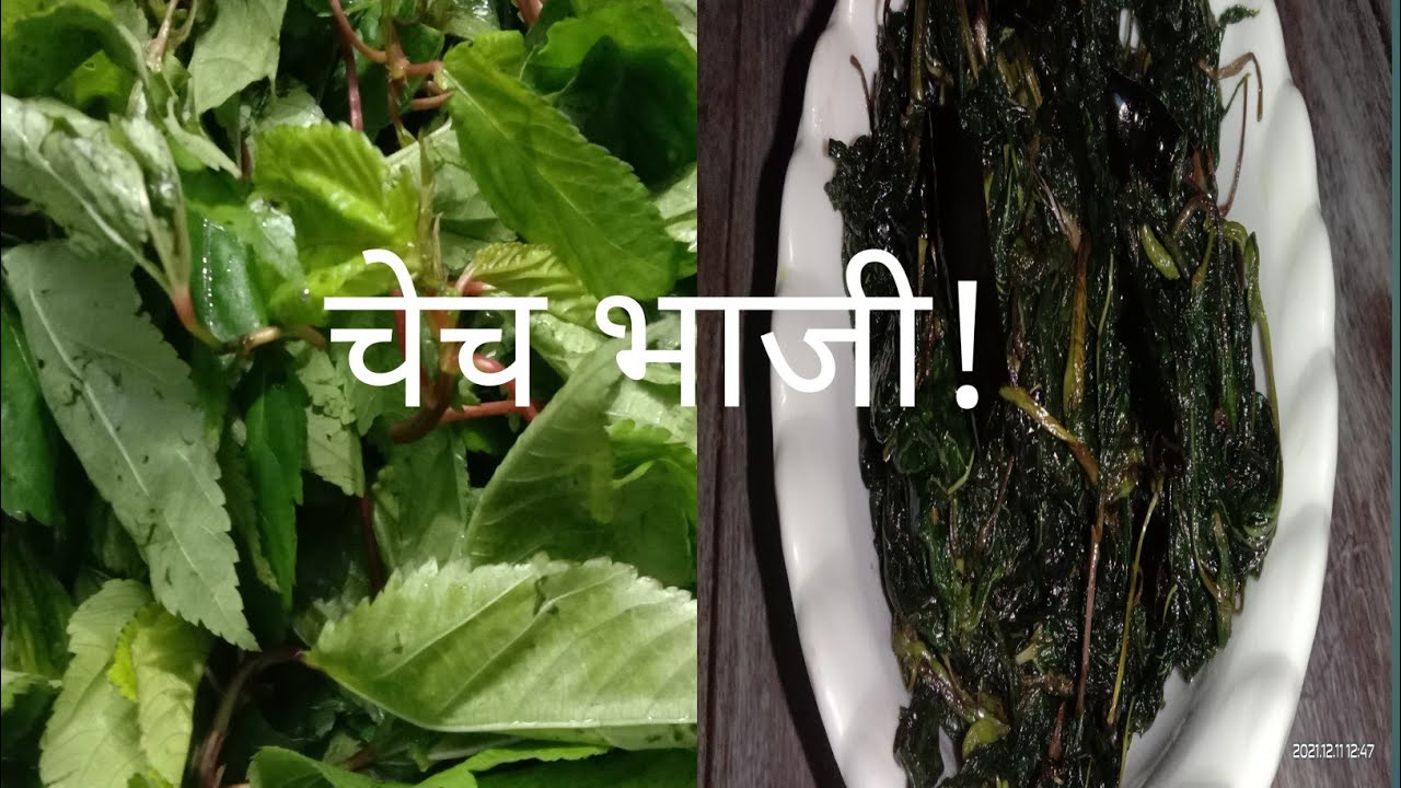 chech bhaji recipe hindi || Lal chech bhaji recipe | चेच भाजी - YouTube