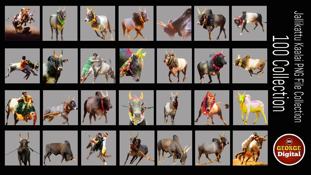 Jallikattu Kaalai PNG file collection for Photoshop designing ...