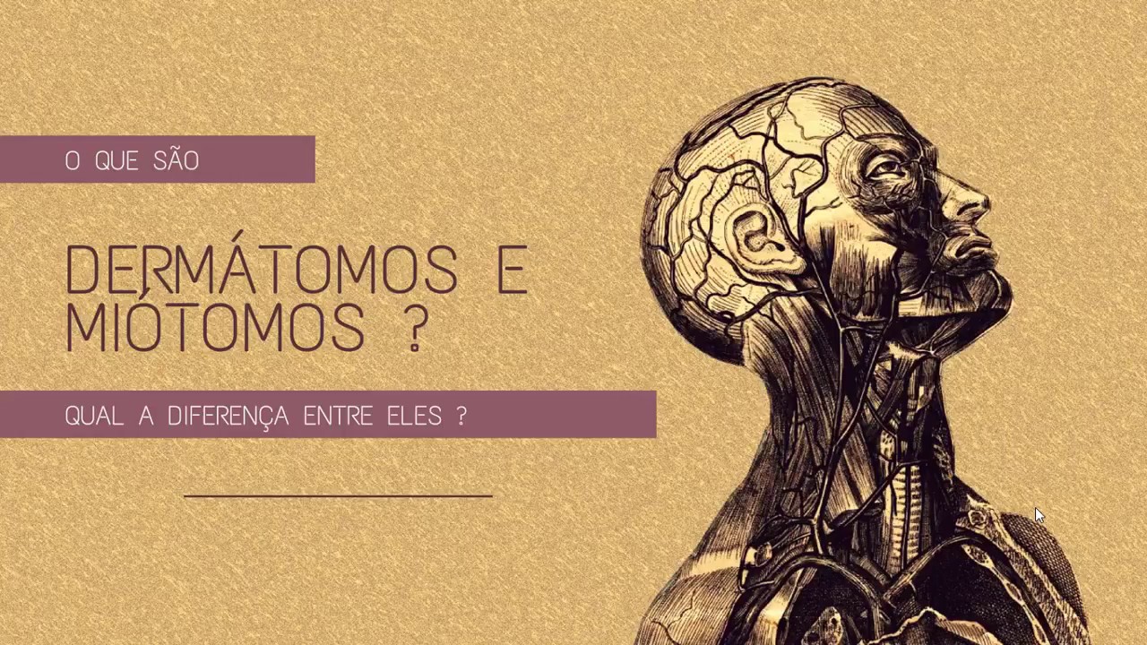 O que são Dermátomos e Miótomos e qual a diferença entre eles? - YouTube