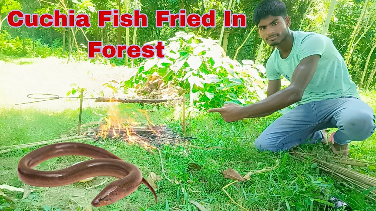 Cuchia Fish || Fried & Cocking || In Forest || Mr Nature Hacker || # ...
