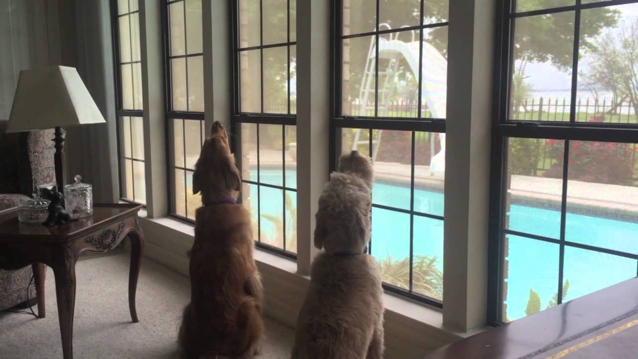 Howling dogs - cute dog video! Golden Retriever and Golden Doodle - YouTube