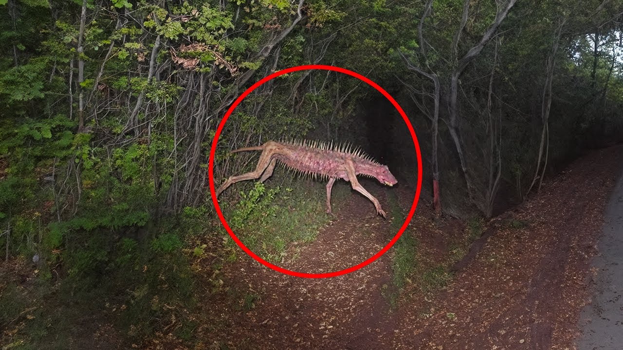 21 Scary Cryptid Creatures Caught In Forests - YouTube