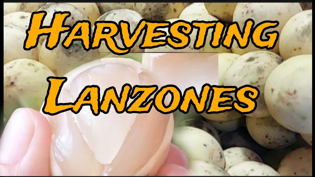 Harvesting Lanzones | Duco Variety | Buhay Probinsya By Inahalbor - YouTube