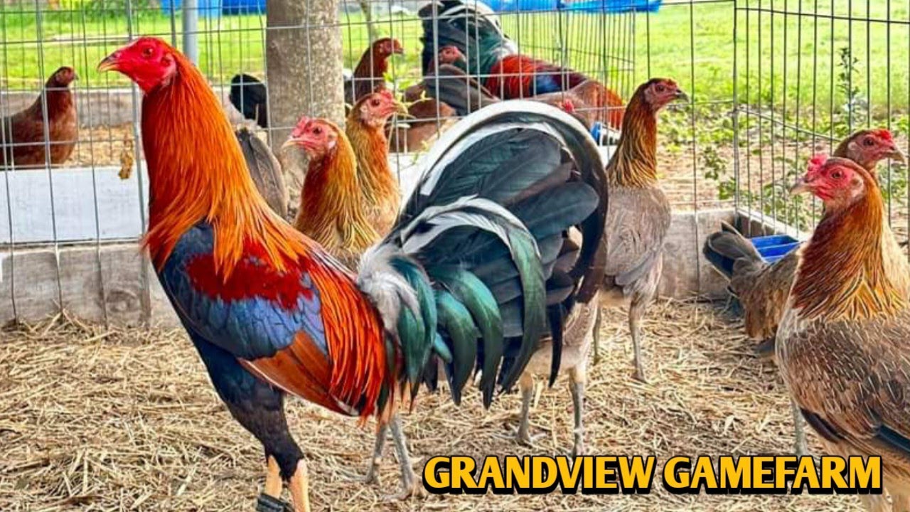 Grandview Gamefarm - Washington 🐓💥💥💥💥 - YouTube