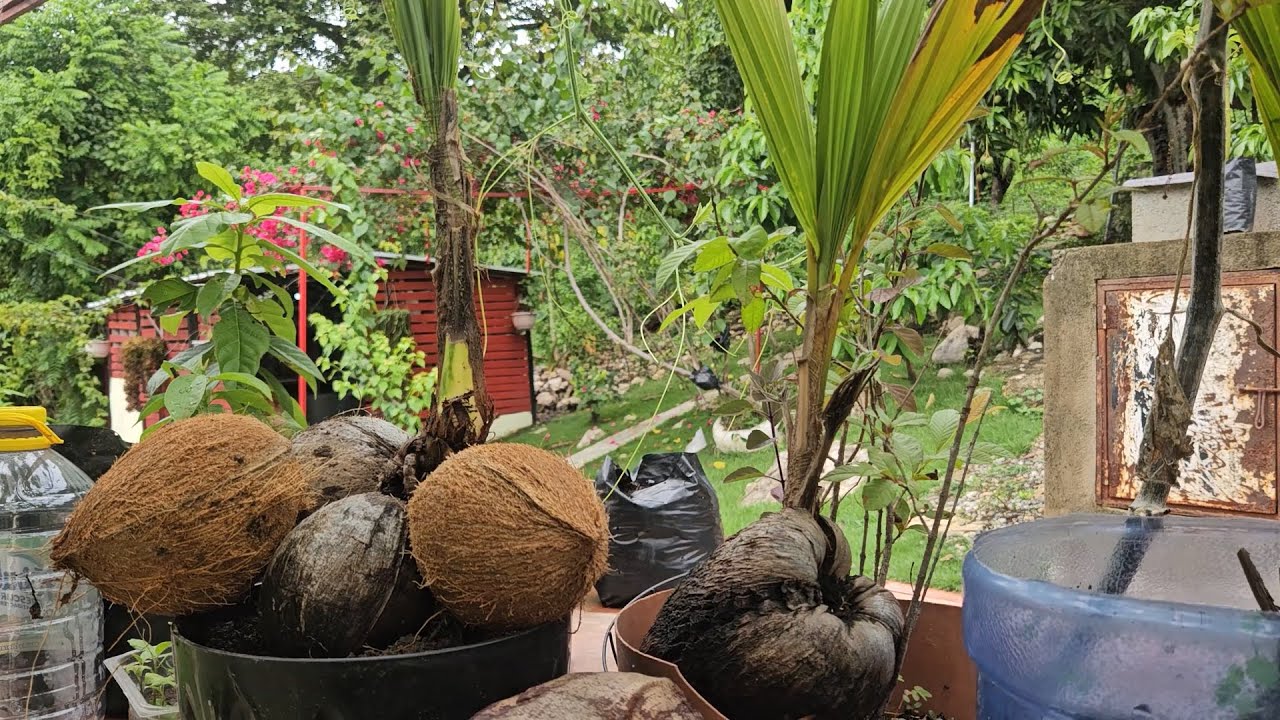 COMO TENER COCO EN MACETA Y HACER UN BANSAI DE COCO MUY FACIL - YouTube