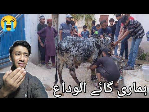 HMARI COW ALLAH KI RAAH MA QURBANI HOGYI 🥲🥲 BUHAT SAARI YAADEIN THI ...