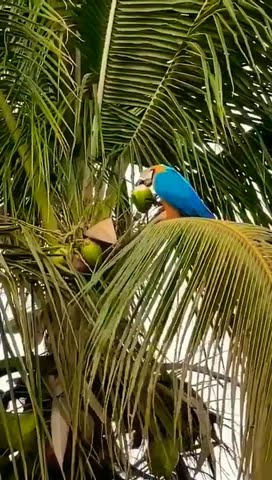 #Tota #Parrot #Coconut water drinking #Coconut tree#Youtube viral ...