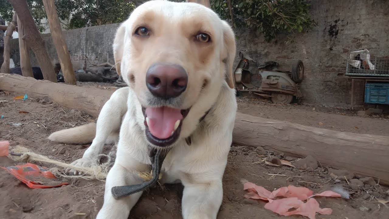 animal lover ️ animal lover whatsapp status 💕 dog 🐶 cute dog 😍 dog ...